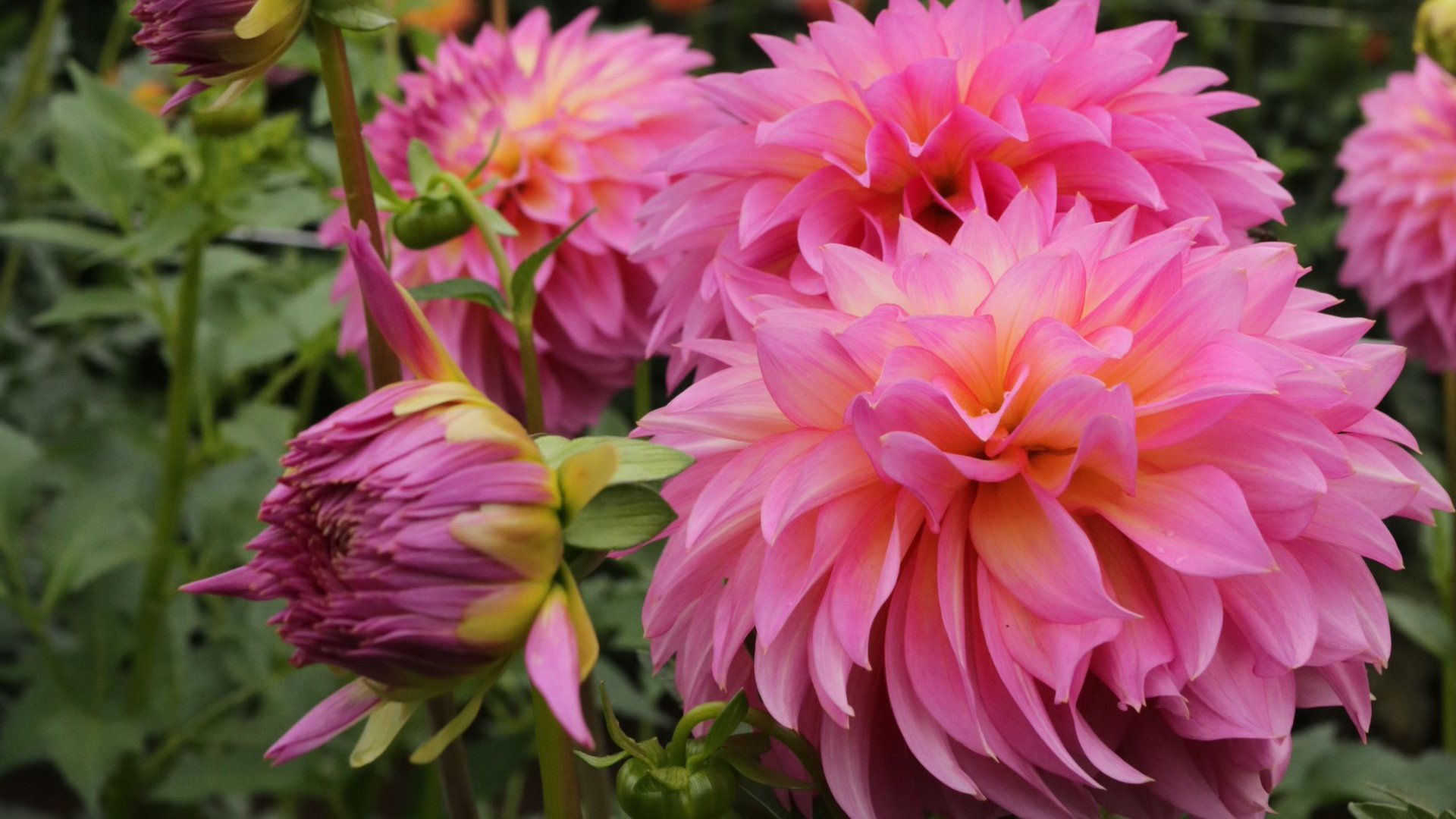 Happyly: Jamie’s Dahlias