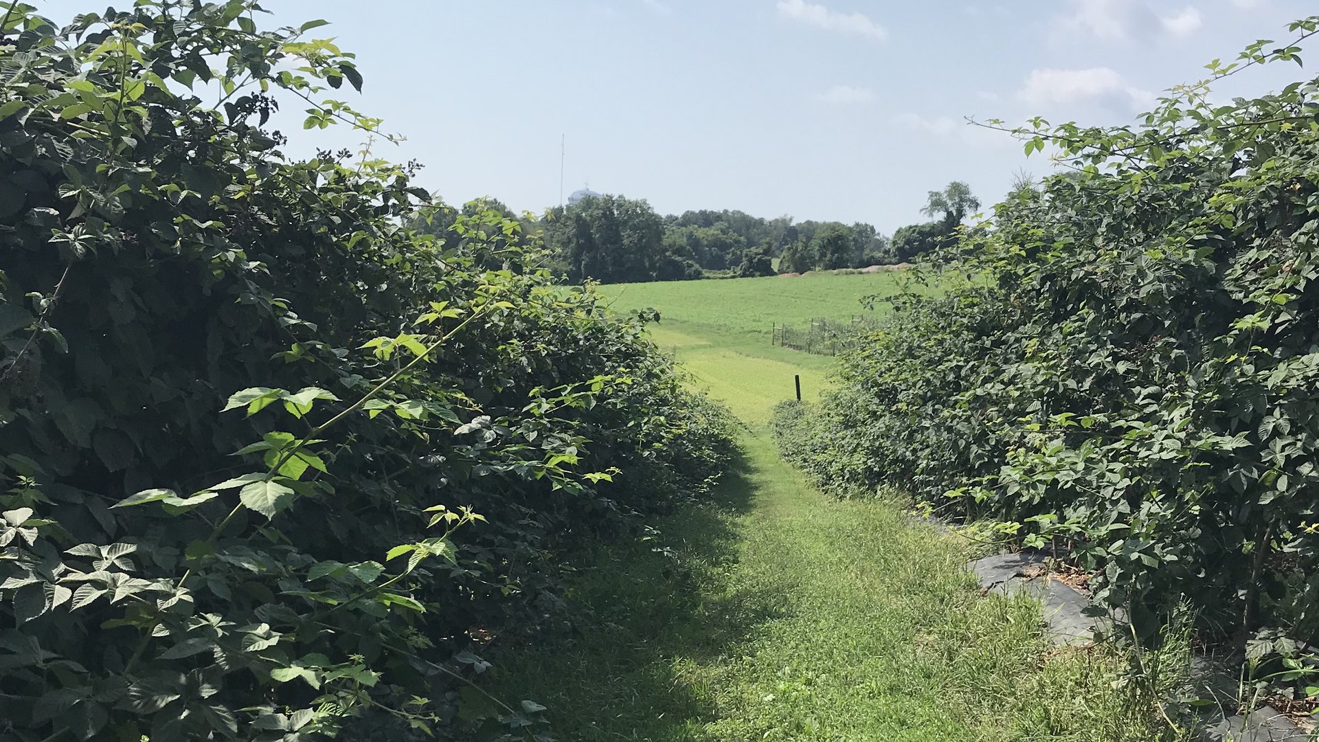 Happyly: Butler’s Orchard