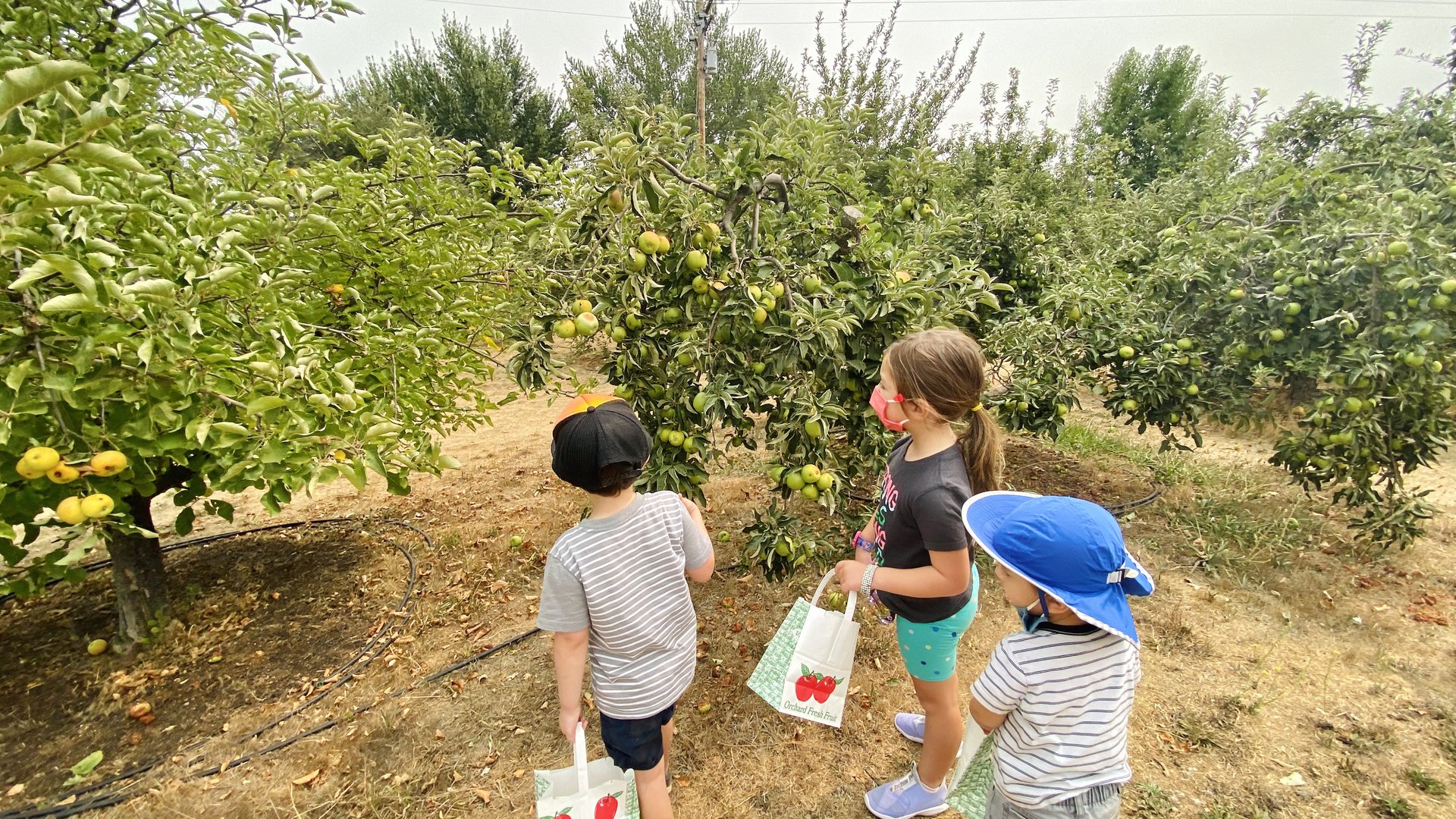 Happyly: Peacefield Orchard