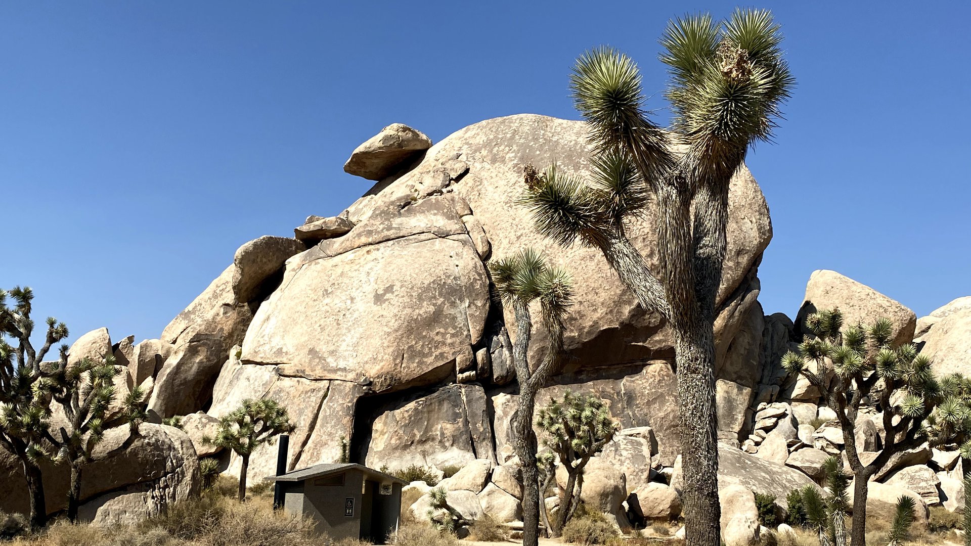 Happyly: Joshua Tree National Park