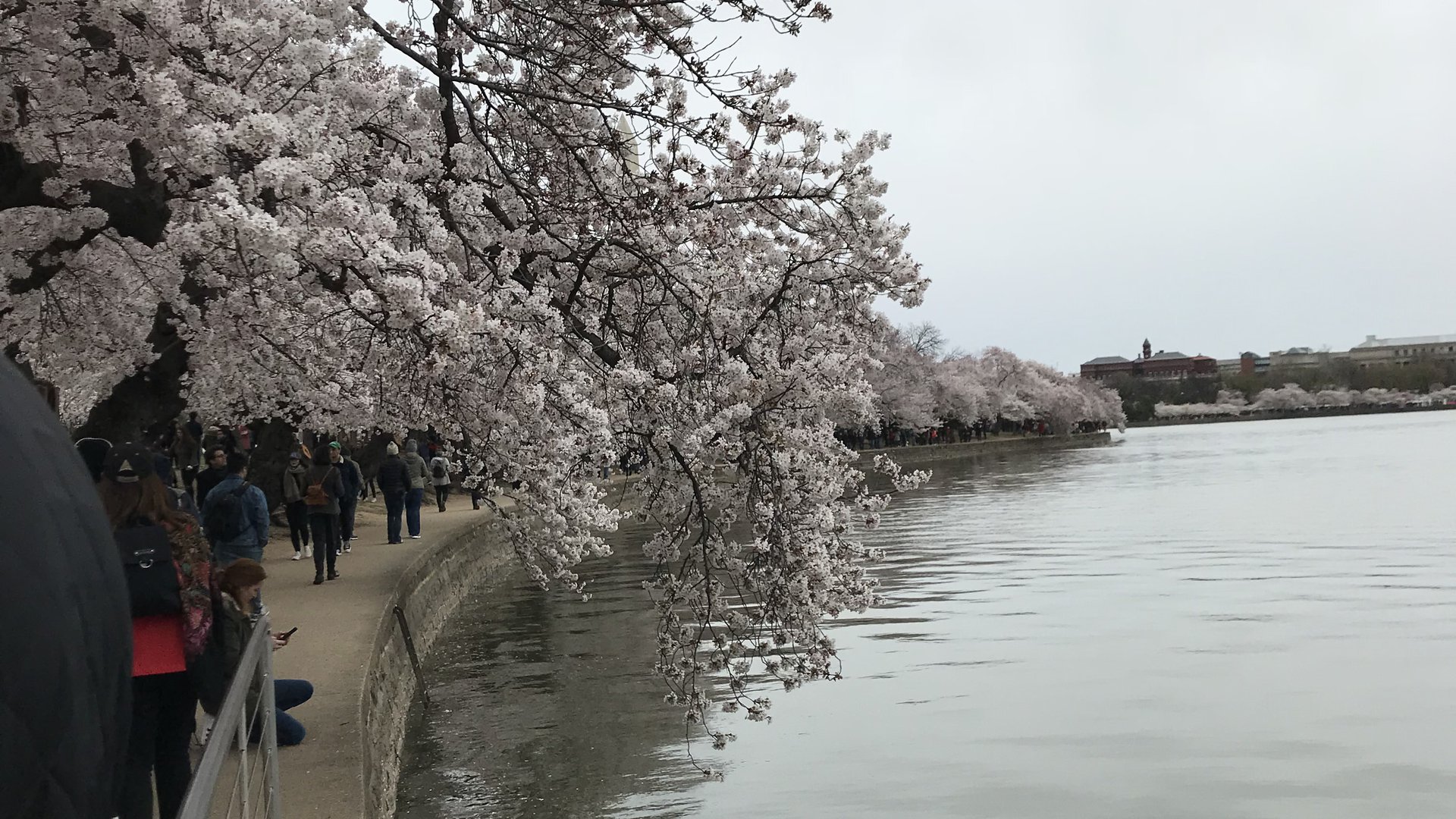 Happyly: National Cherry Blossom Festival